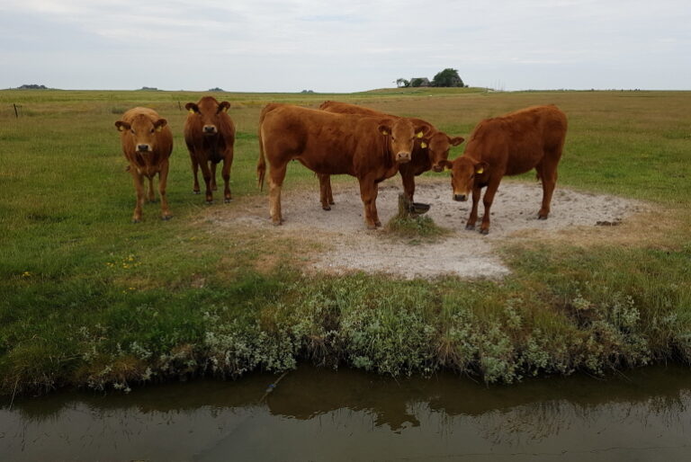 Hallig Hooge: Ein Ausflug zur „Königin der Halligen“ - Abenteuersammlerin